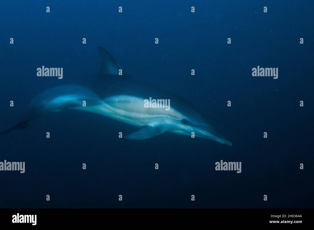 Long-beaked Common Dolphin, Delphinus capensis, Port St. Johns, Wild ...