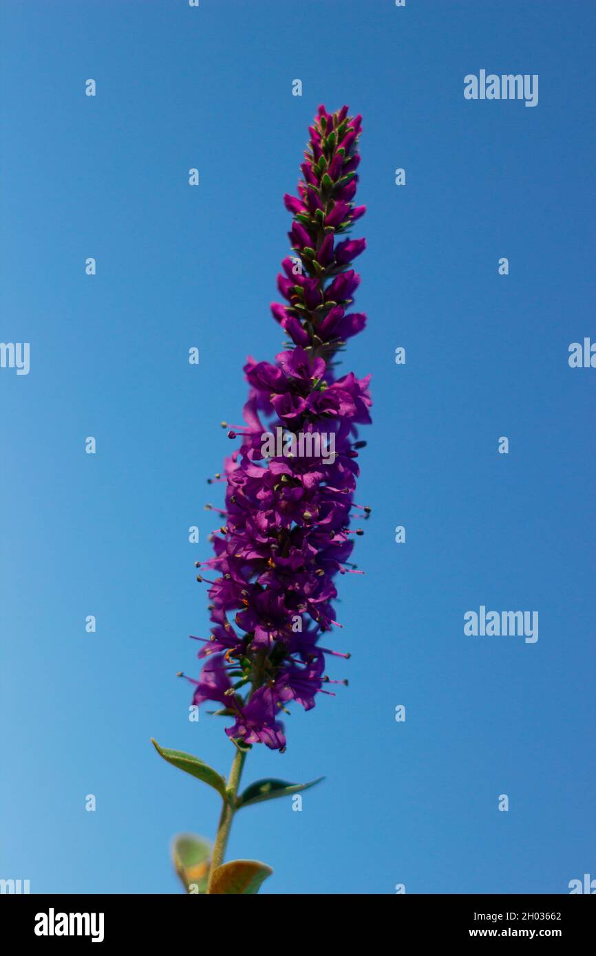 Purple small flowers with slender stems. Against the blue sky on Stock ...