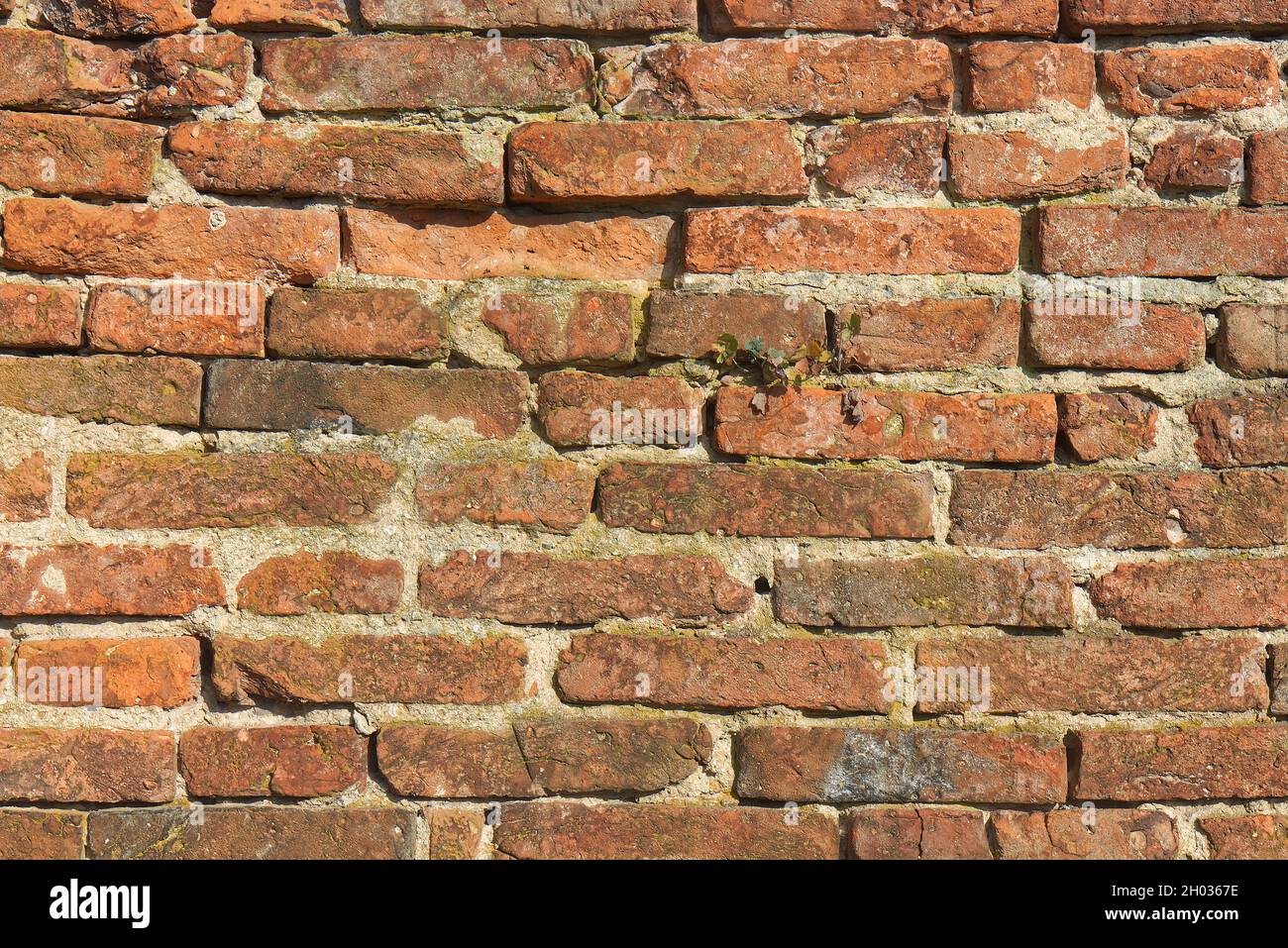 Brick wall pattern. Old wall built from the red bricks with remnants of ...