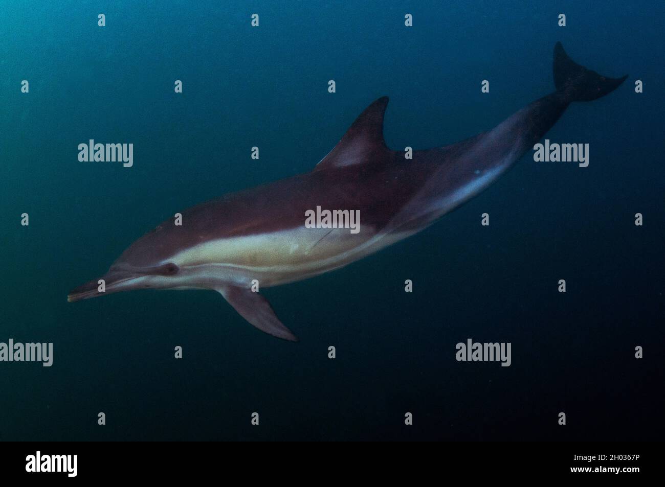 Long-beaked Common Dolphin, Delphinus capensis, Port St. Johns, Wild ...