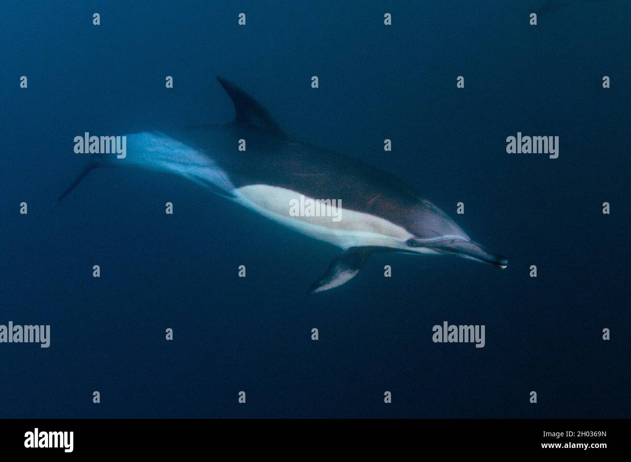 Long-beaked Common Dolphin, Delphinus capensis, Port St. Johns, Wild ...
