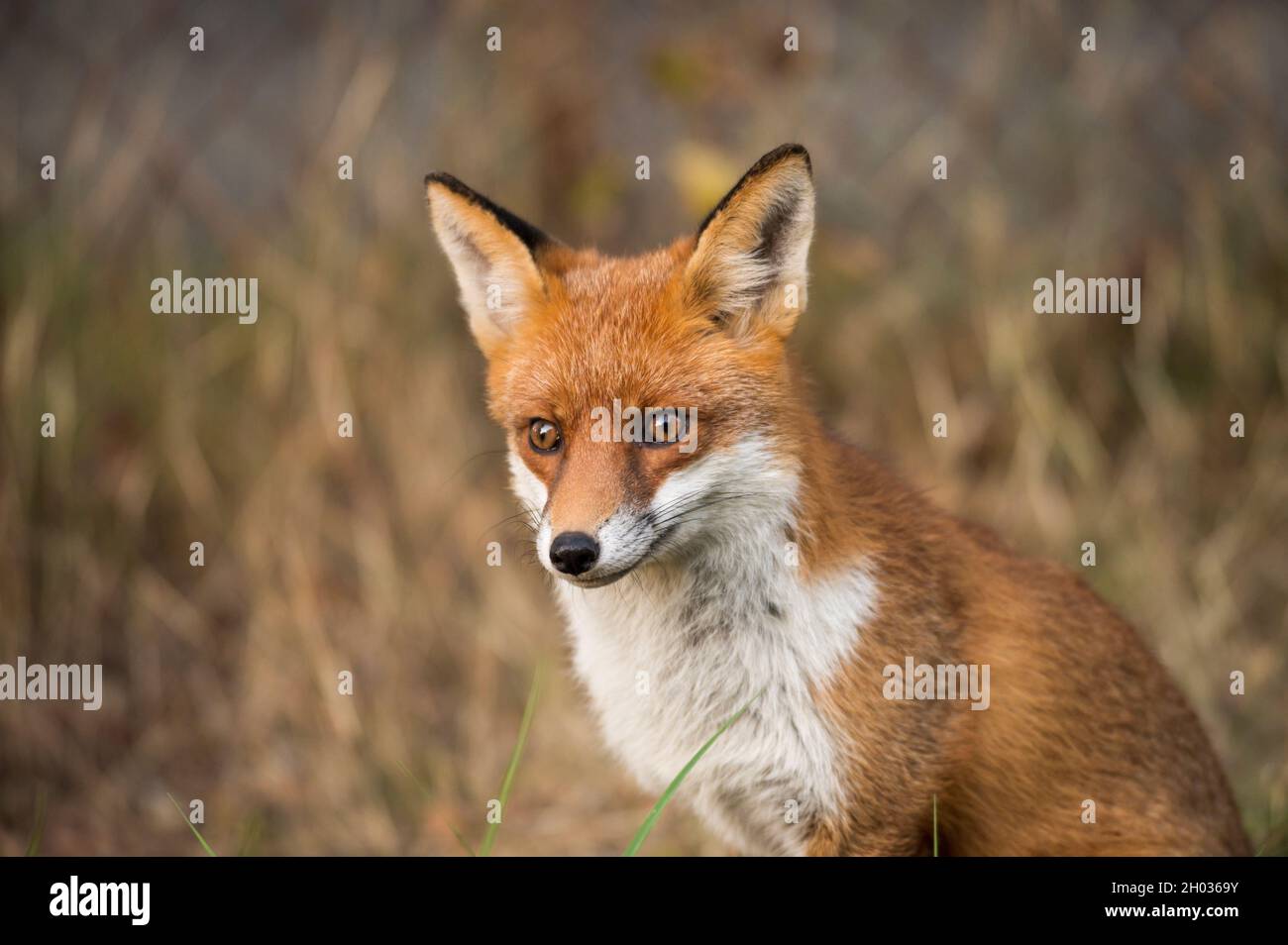 Pretty fox hi-res stock photography and images - Alamy