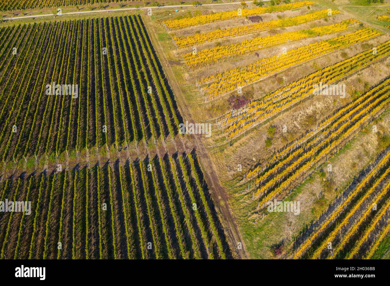 Aerial view above vineyard rows hi-res stock photography and images - Alamy
