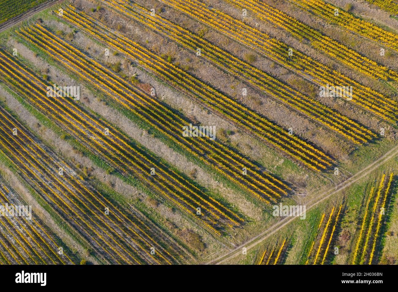Aerial view above vineyard rows hi-res stock photography and images - Alamy