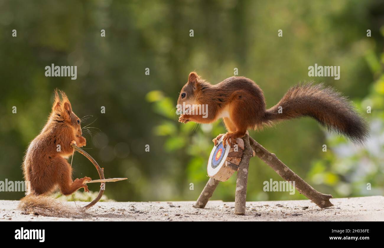 Red squirrel with an bow and arrow hi-res stock photography and images ...