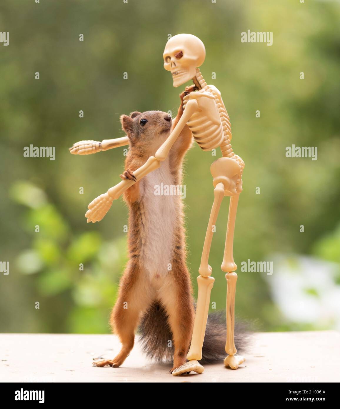 Red squirrel in a ghost skull hi-res stock photography and images - Alamy