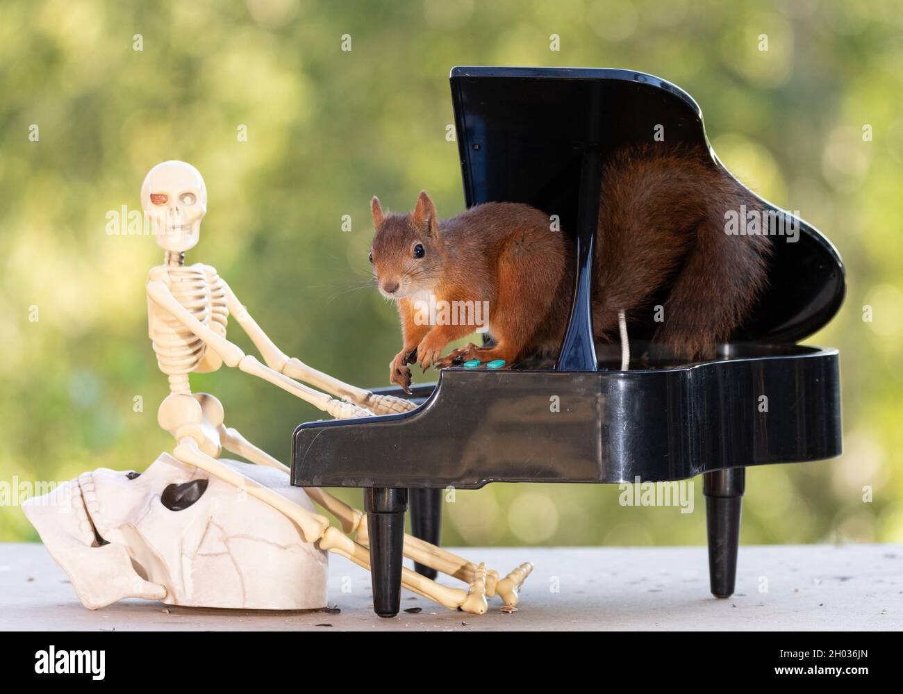 Musical skeleton hi-res stock photography and images - Alamy