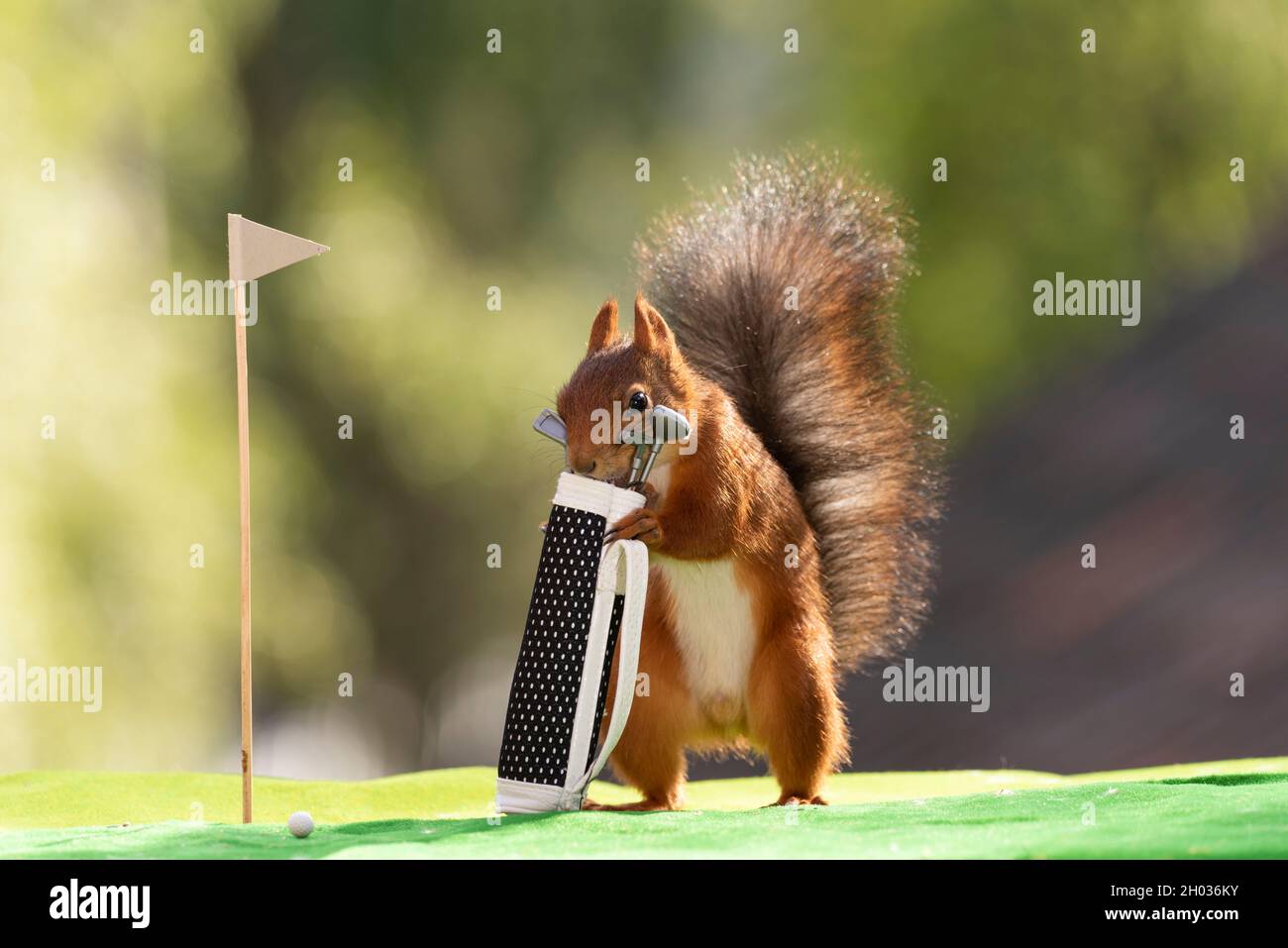 Taking golf club from bag hi-res stock photography and images - Alamy