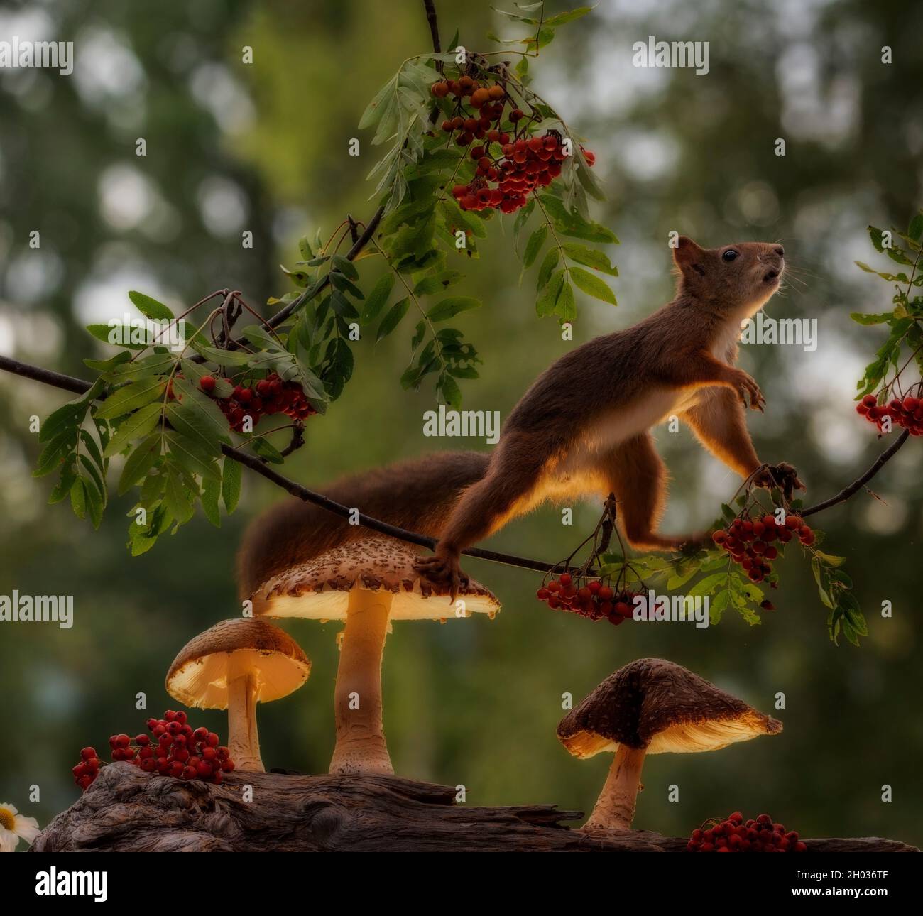 red squirrel is standing with mushrooms on a rowanberry branch Stock ...