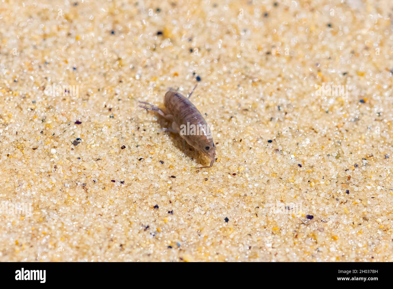 Sand hopper, Talitrus saltator, small crustacean on the sand Stock ...