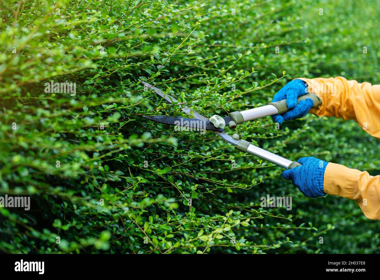 close up hand using big scissors cutting and trimming plant in garden ...
