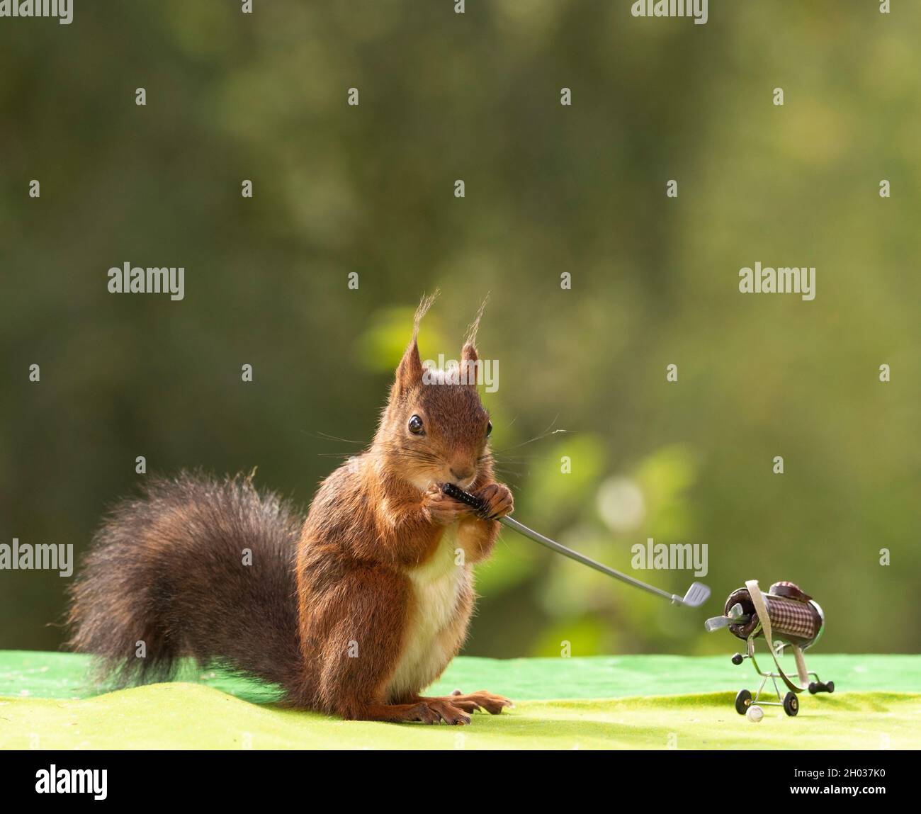 Holding a golf club hi-res stock photography and images - Alamy