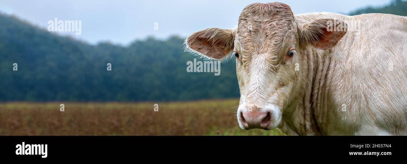Bull head front hi-res stock photography and images - Alamy