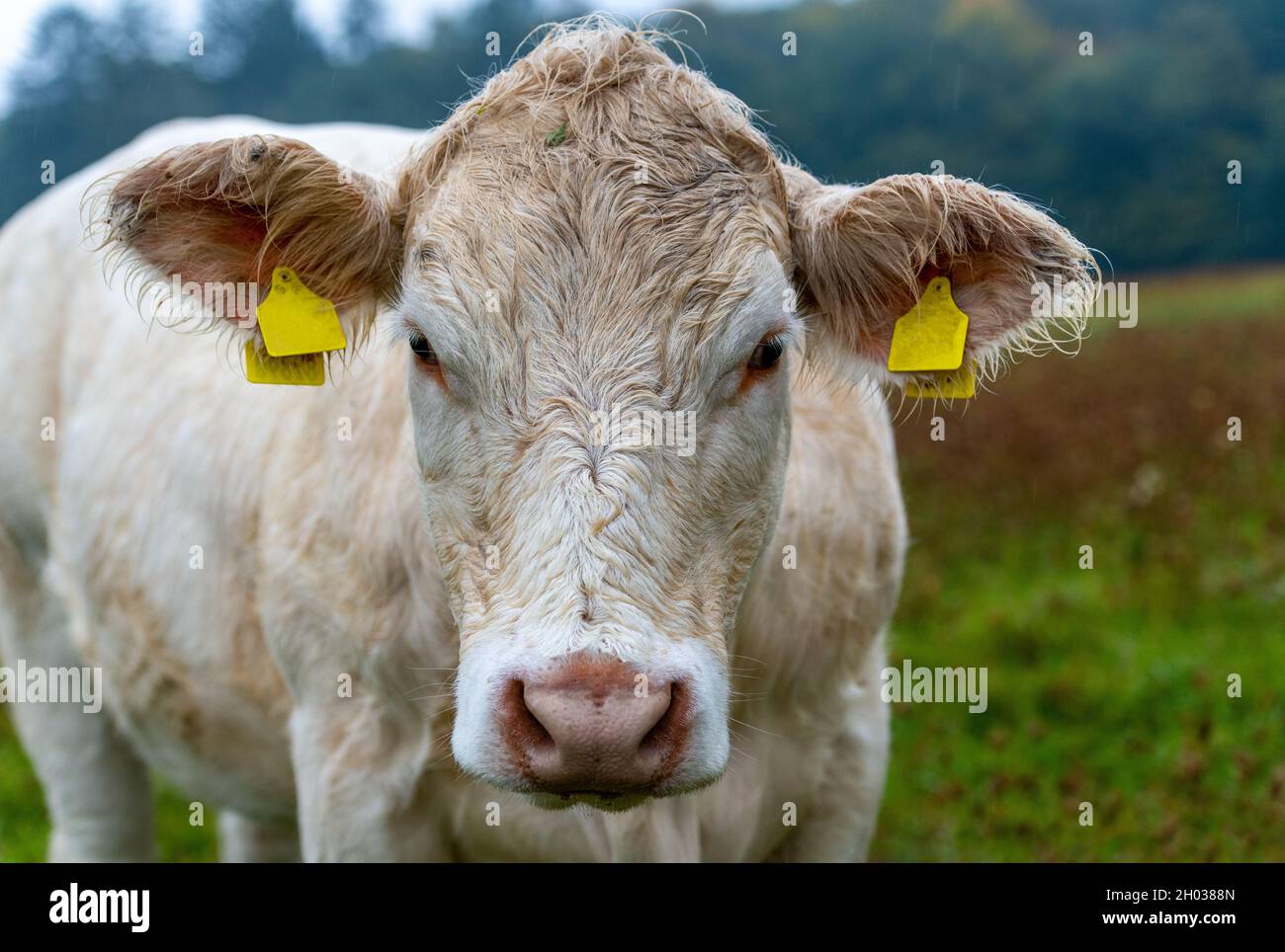 Charolais Cattle, white bull head front view Stock Photo - Alamy