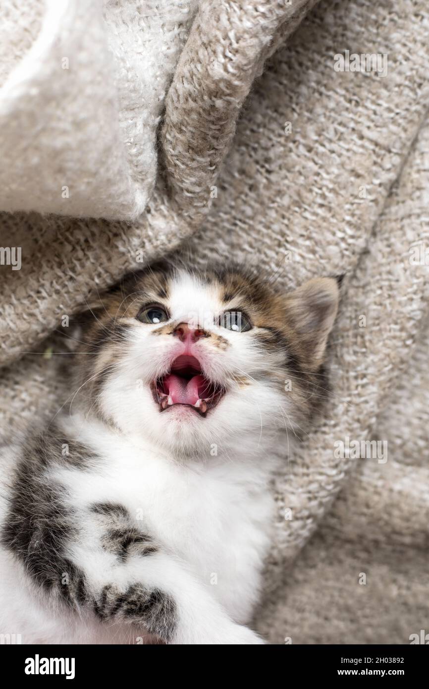 White-gray kitten one month old Stock Photo - Alamy