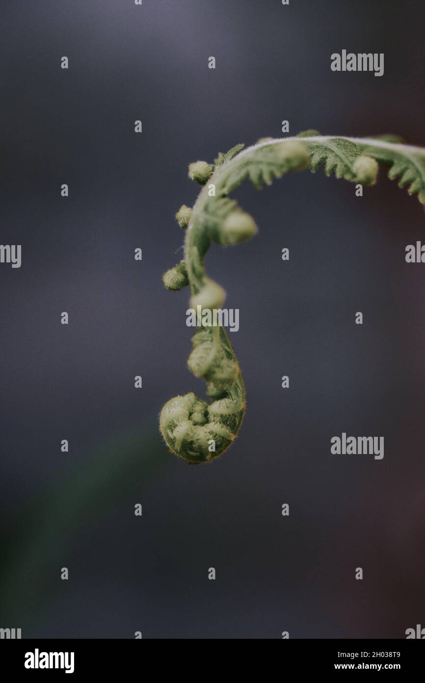 Vertical shot of curly fern sprout - great for wallpaper Stock Photo ...