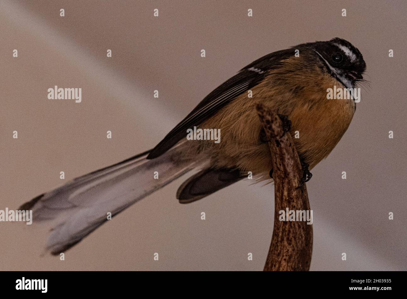 Log tail bird hi-res stock photography and images - Alamy