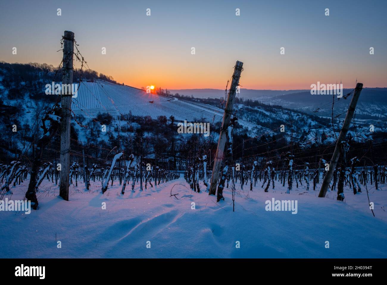 Mesmerizing view of Sunrise in cold winter snow vineyard landscape in ...
