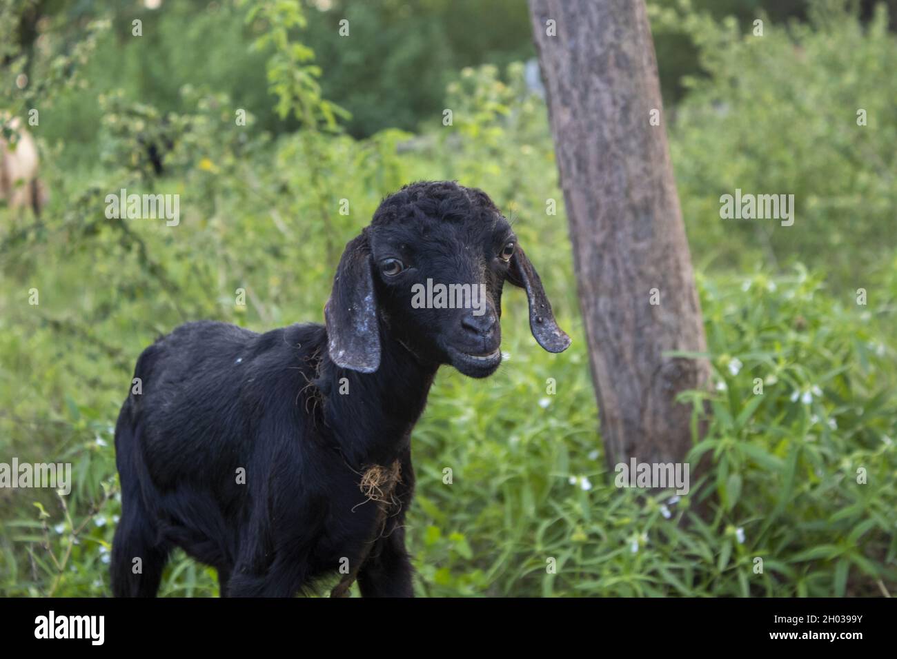 Black baby goat hi-res stock photography and images - Alamy