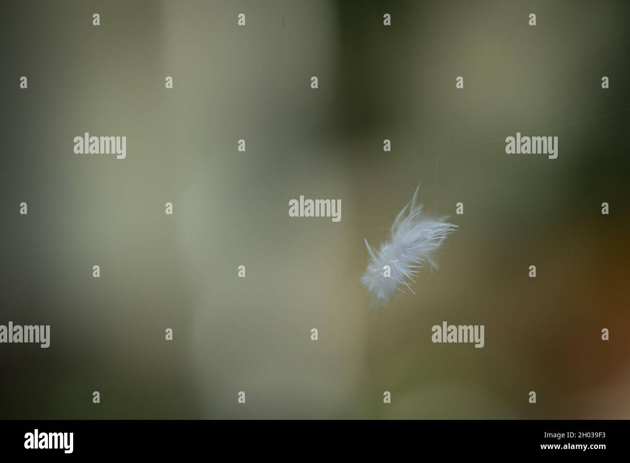 Light feather falling on a bokeh background Stock Photo - Alamy