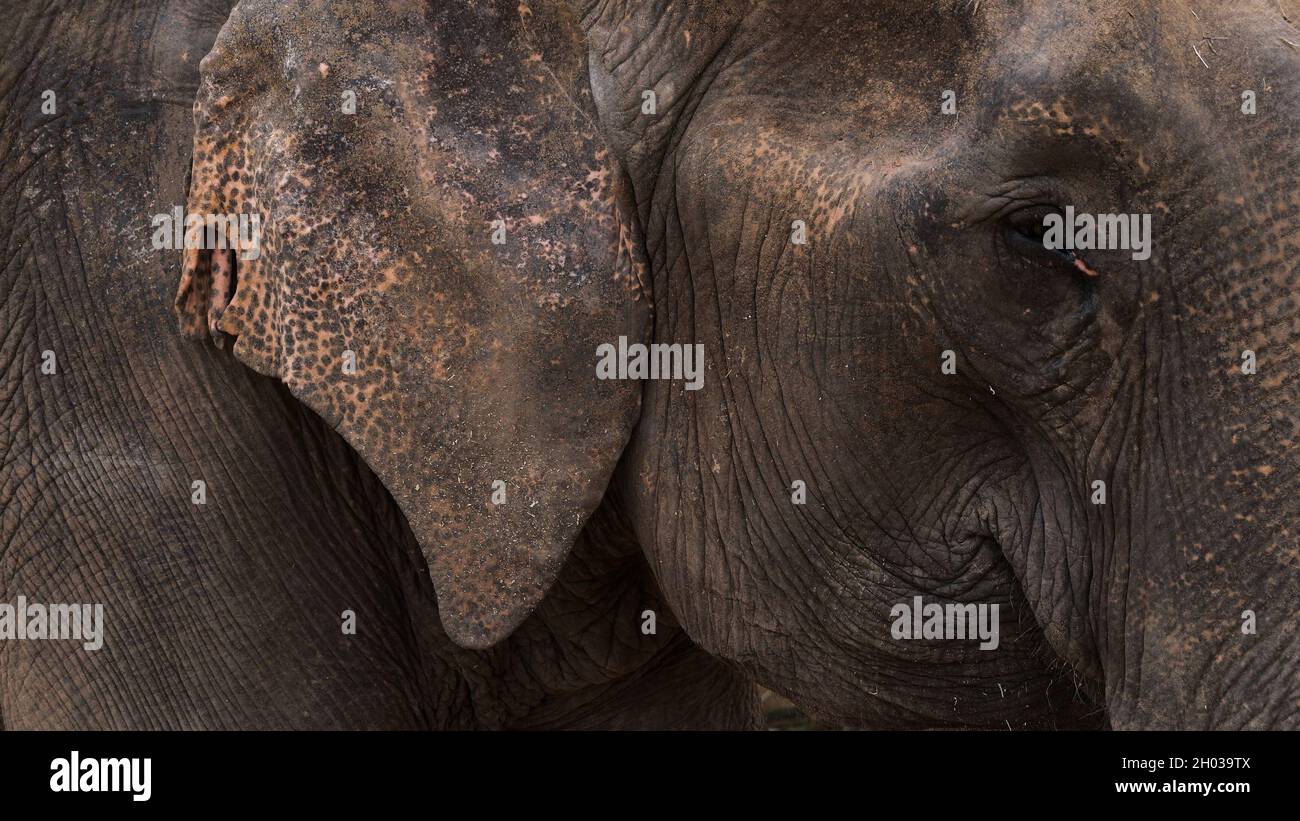 Asian elephant in thailand hi-res stock photography and images - Alamy
