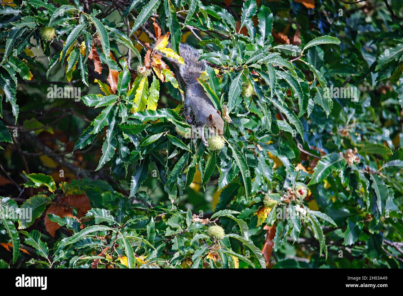 Grey squirrel collecting, hiding and eating sweet chestnuts Stock Photo ...
