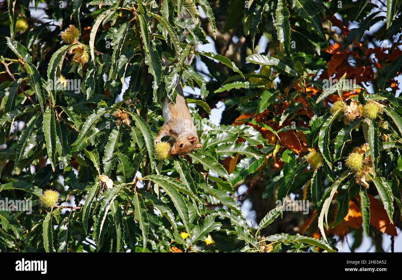 Squirrel eating sweet chestnut hi-res stock photography and images - Alamy