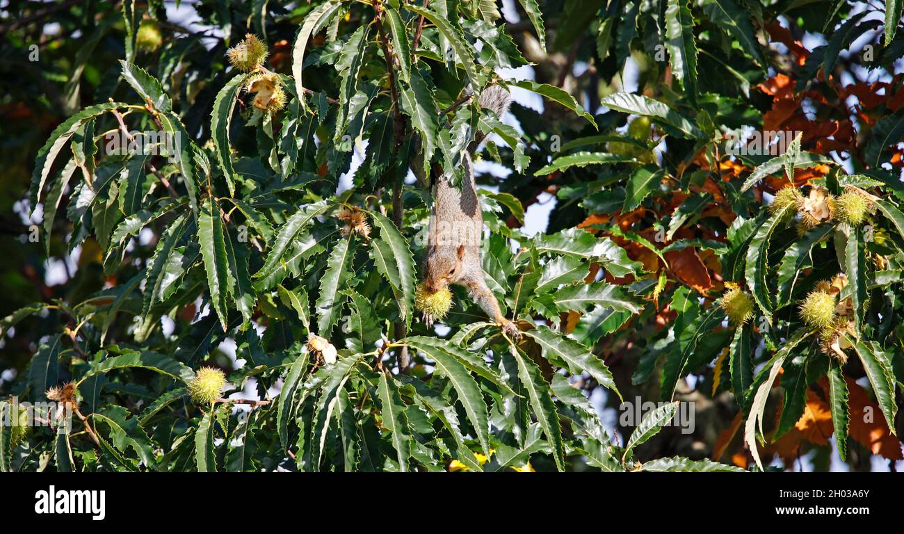 Squirrel eating chestnut hi-res stock photography and images - Alamy