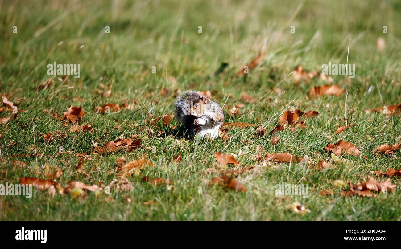 Squirrel eating chestnut hi-res stock photography and images - Alamy