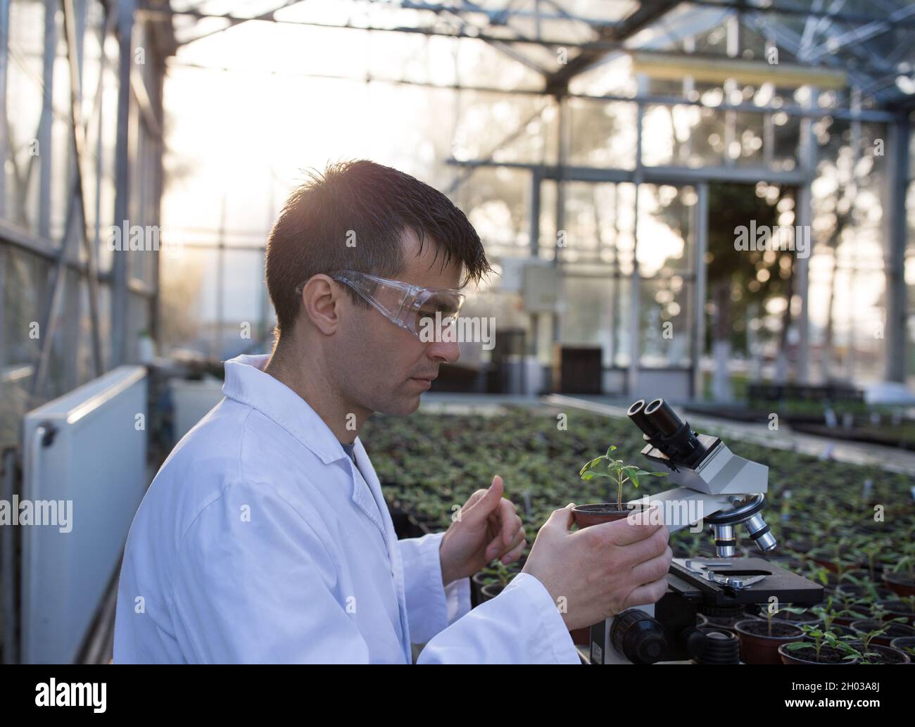 Handsome agronomist in white coat holding flower pot with cucumber ...