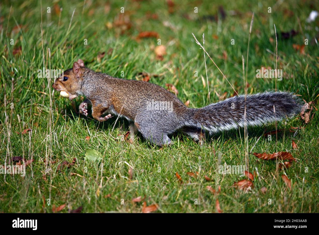 Squirrel eating sweet chestnut hi-res stock photography and images - Alamy