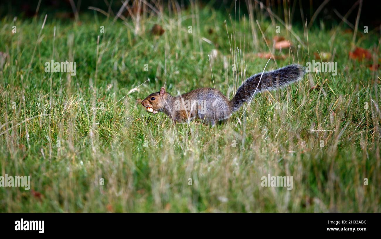 Squirrel eating sweet chestnut hi-res stock photography and images - Alamy