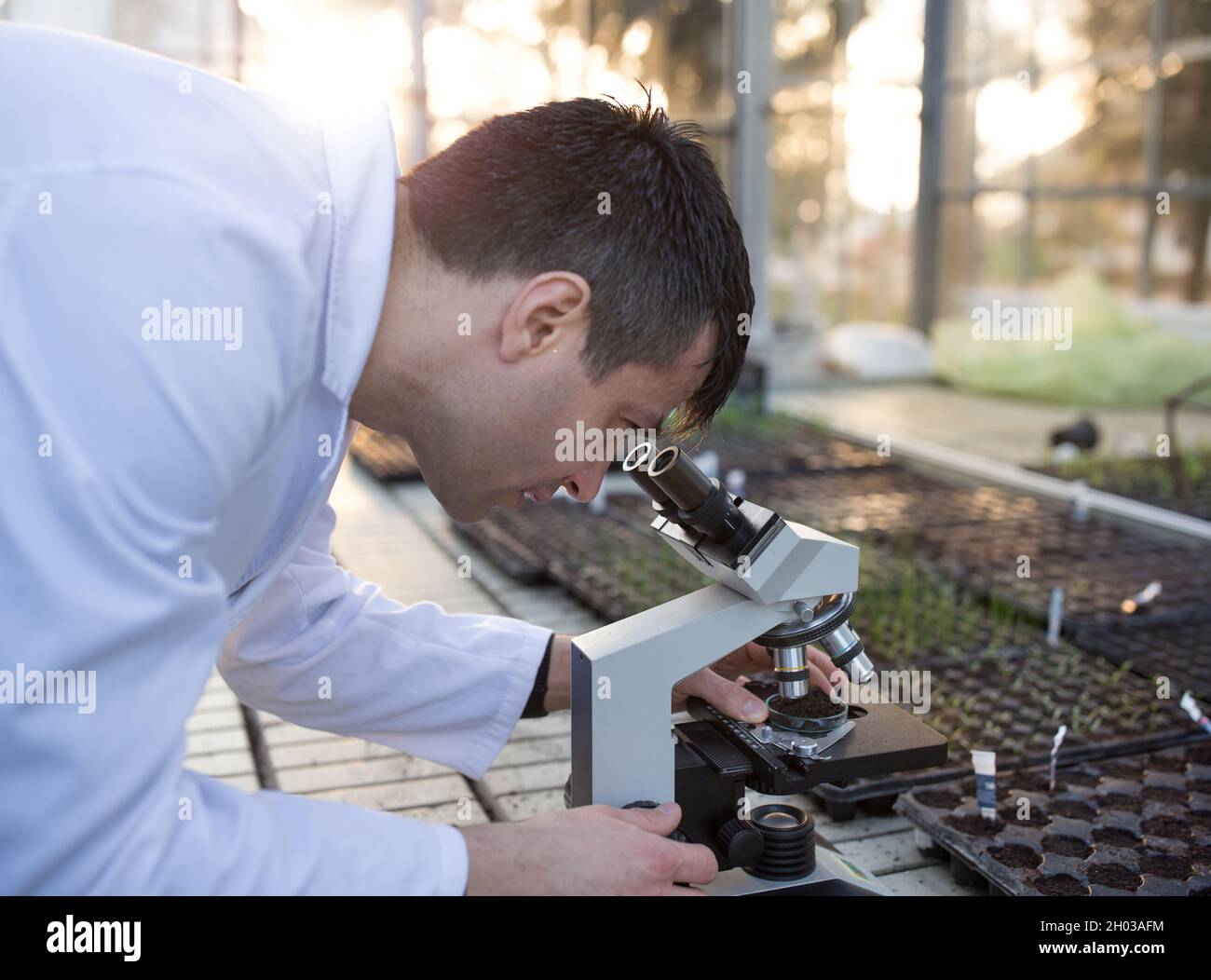 Agronomist working with samples on microscope in greenhouse. Plant ...
