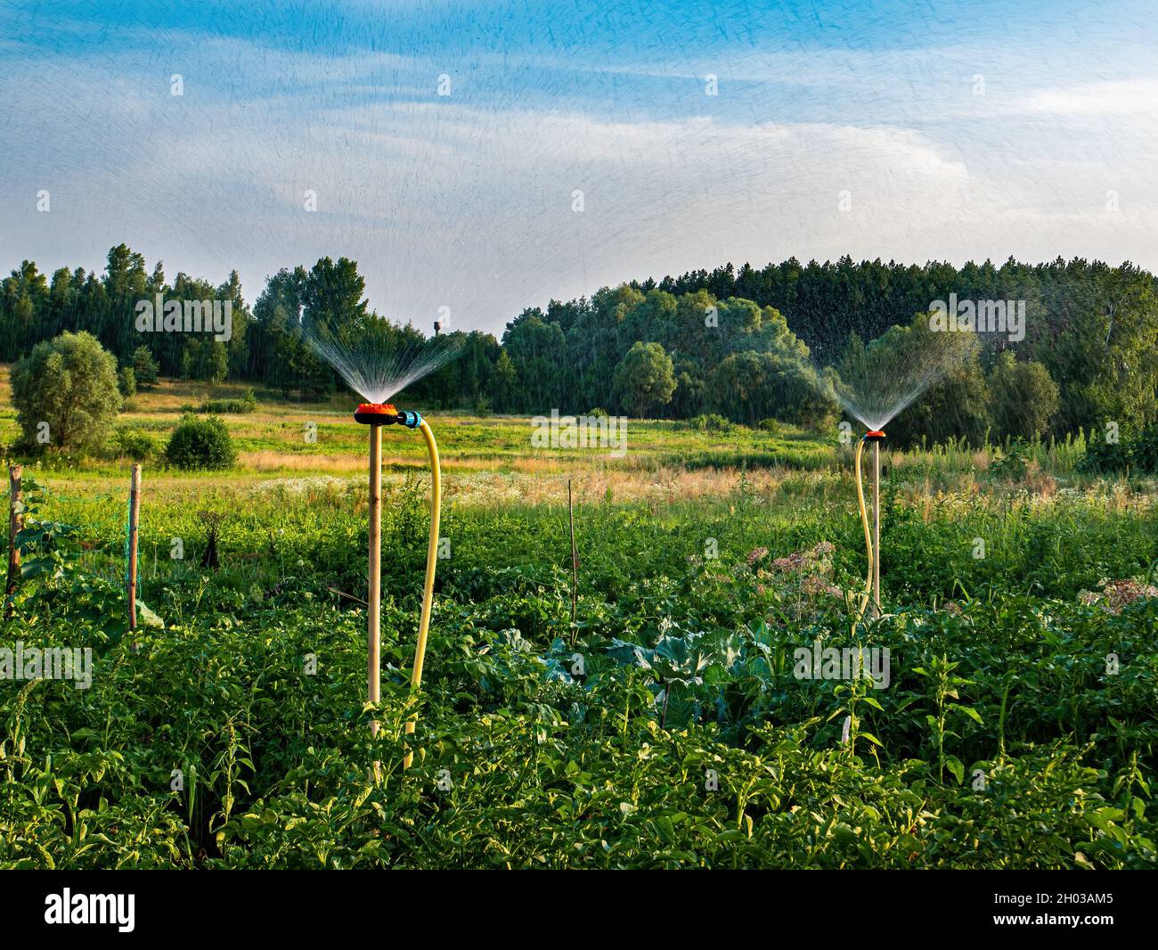 Irrigation system for watering water in agriculture. Irrigation of a ...