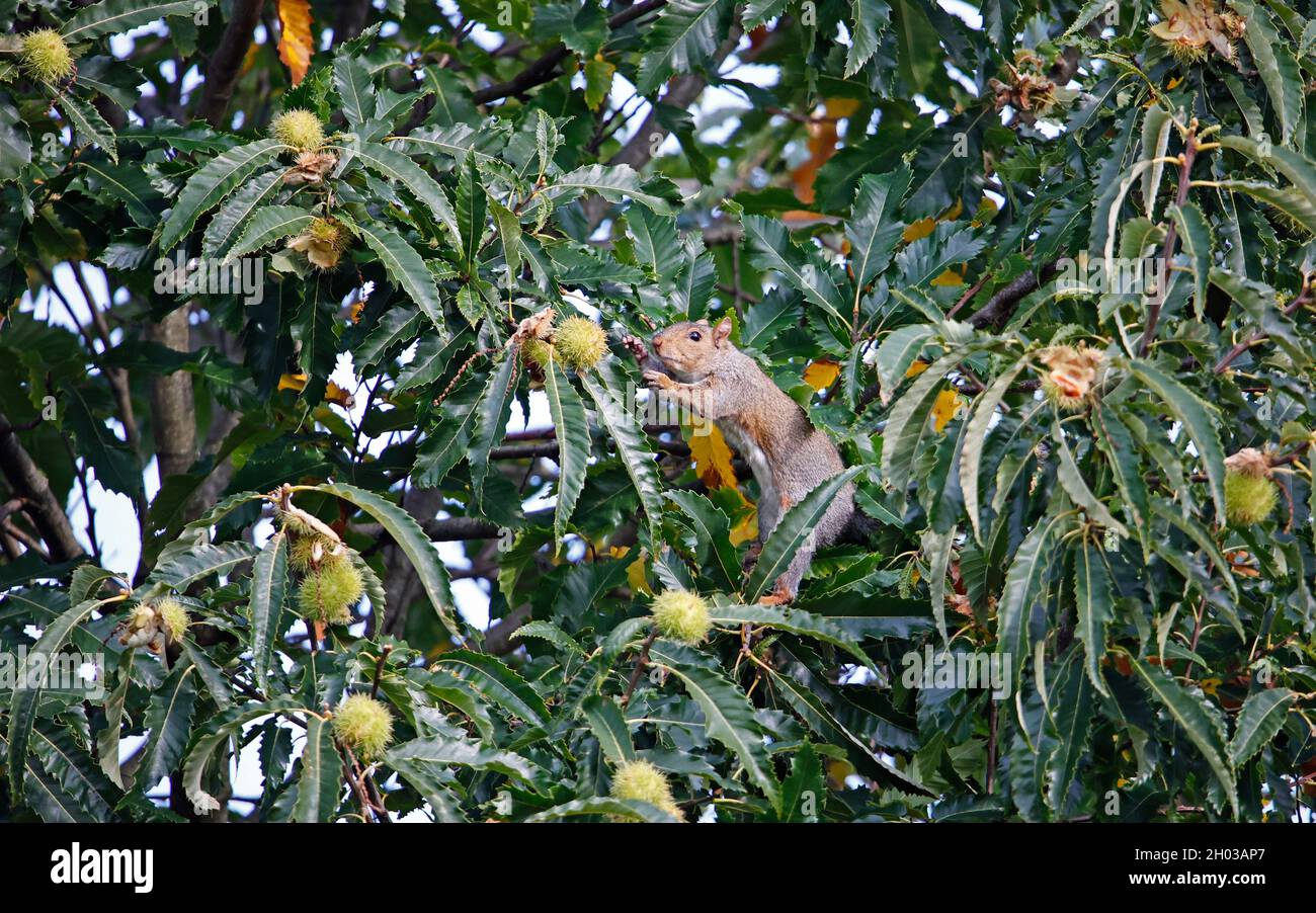 Grey squirrel collecting, hiding and eating sweet chestnuts Stock Photo ...