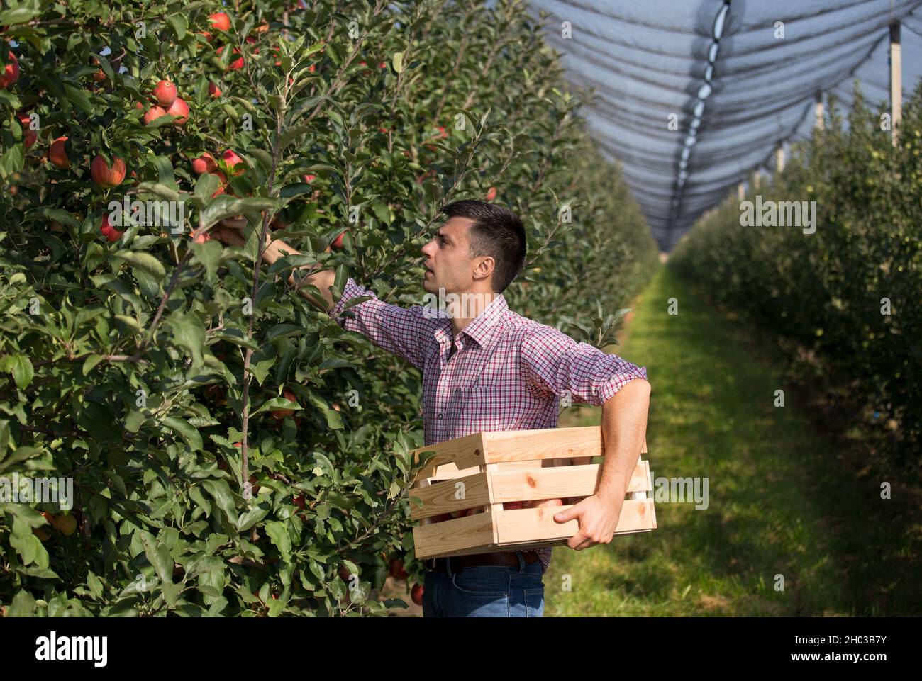 Hand examining apple tree hi-res stock photography and images - Alamy