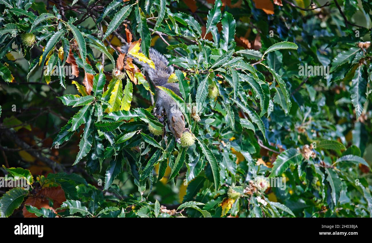 Squirrel eating sweet chestnut hi-res stock photography and images - Alamy