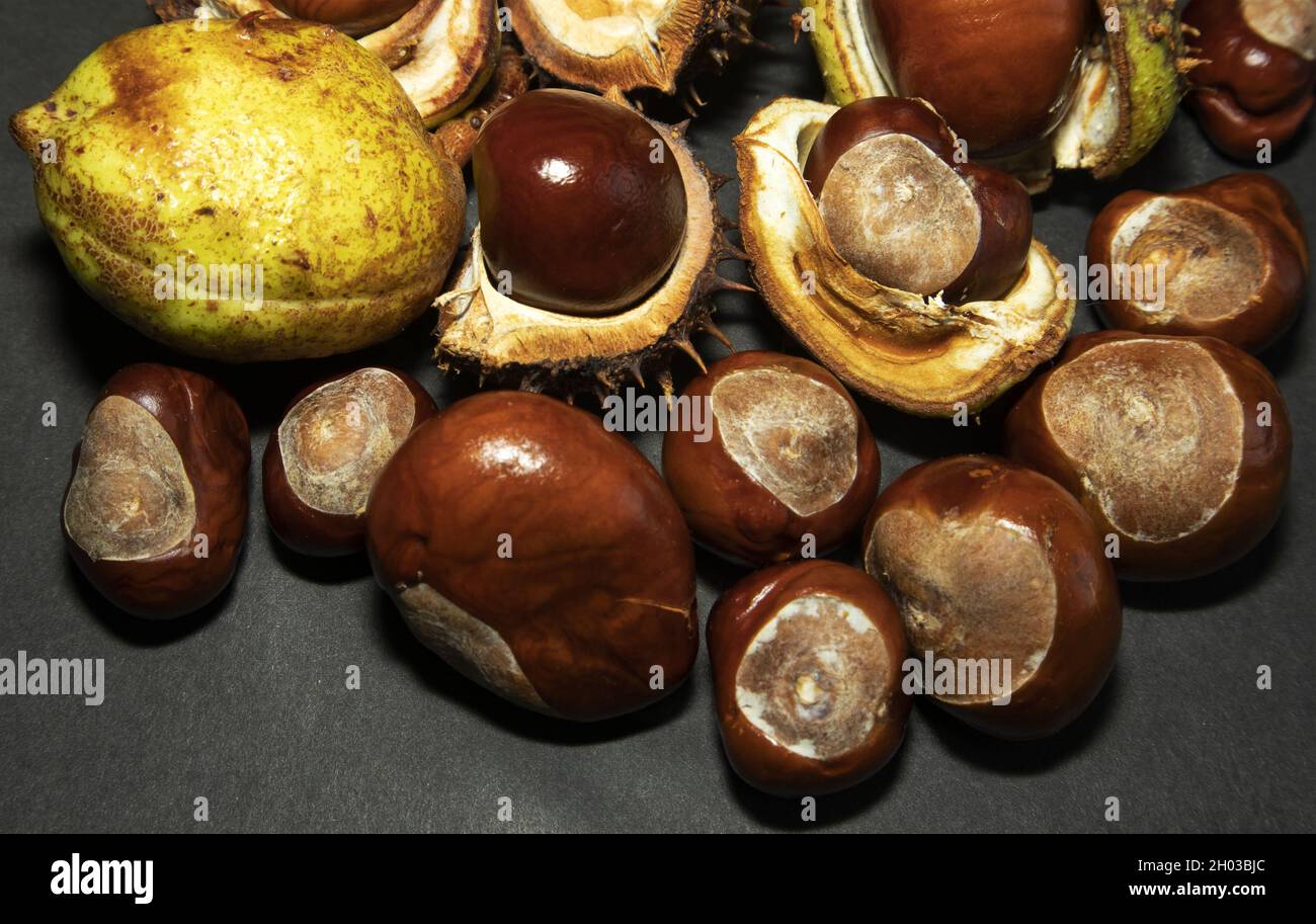 The seed or conker of the Horse-chestnut is encased in a round spiny ...