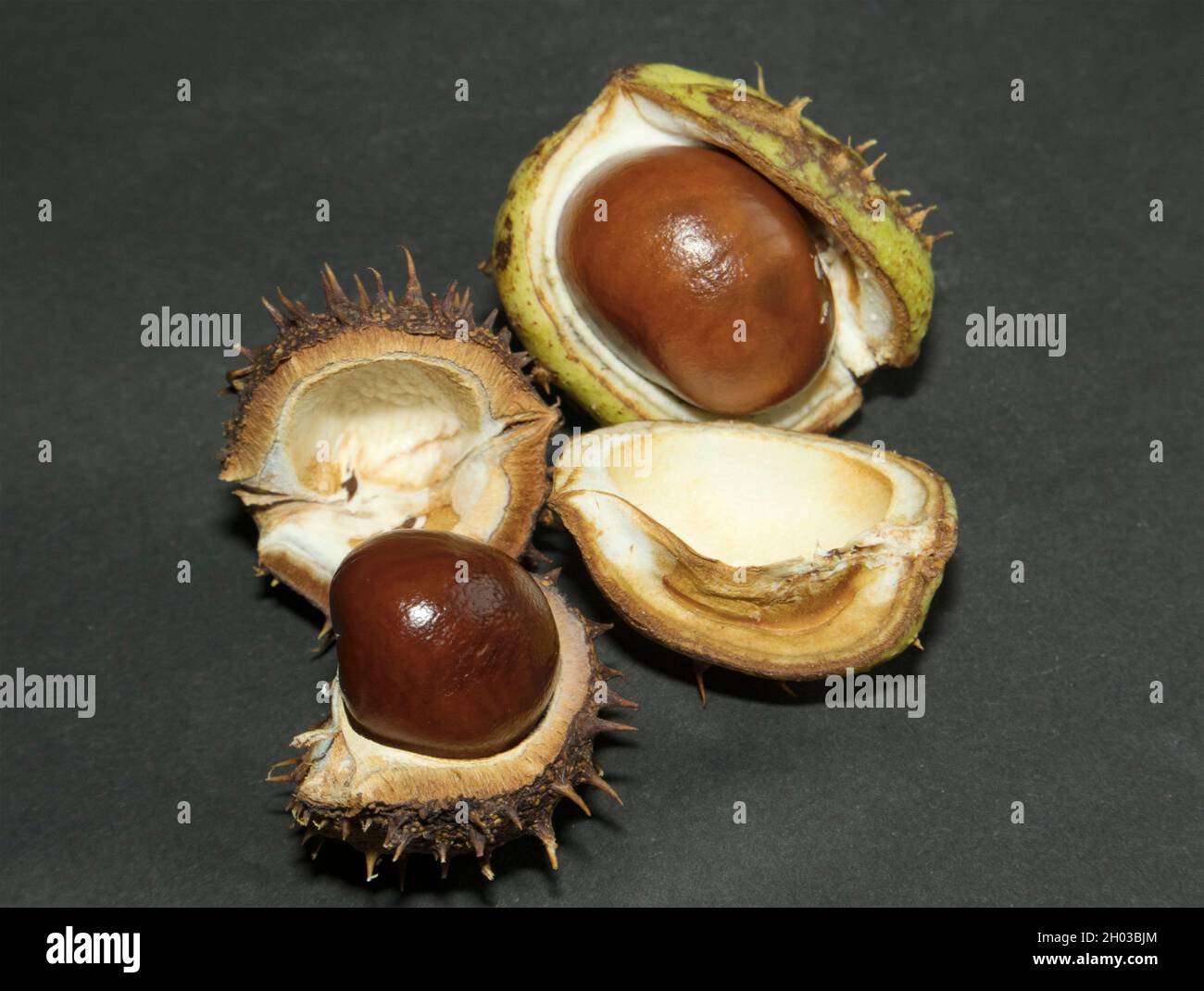 The seed or conker of the Horse-chestnut is encased in a round spiny ...