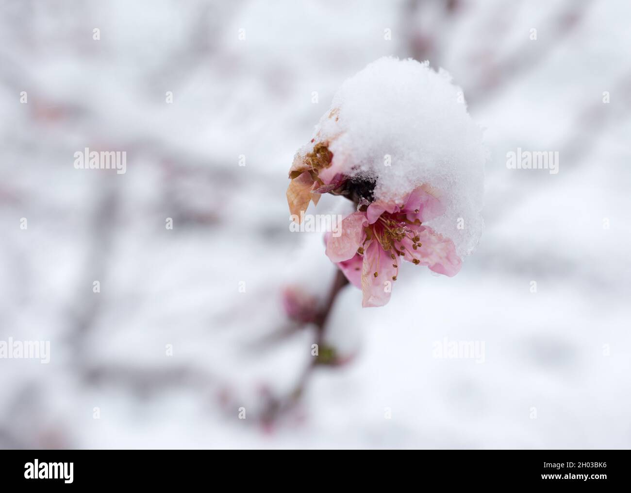 Fruit bloom covered with snow hi-res stock photography and images - Alamy