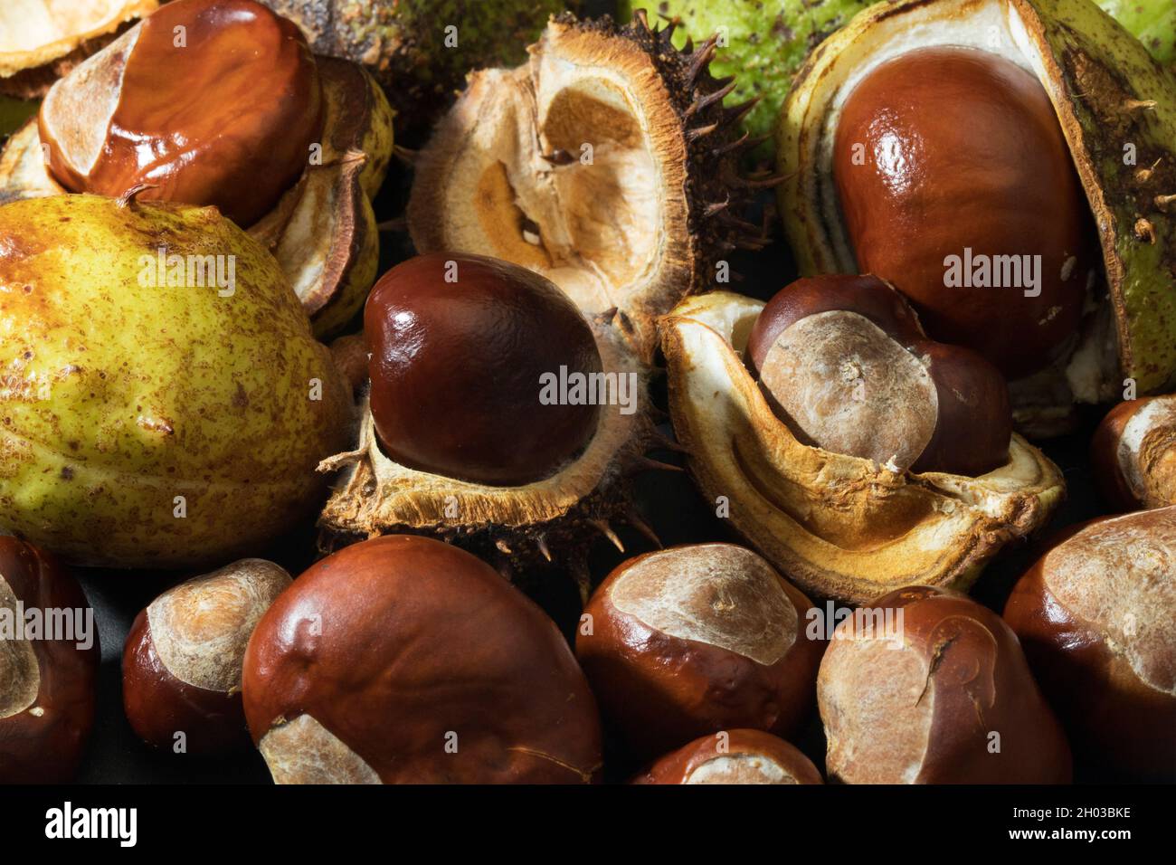 Conker in case hi-res stock photography and images - Alamy