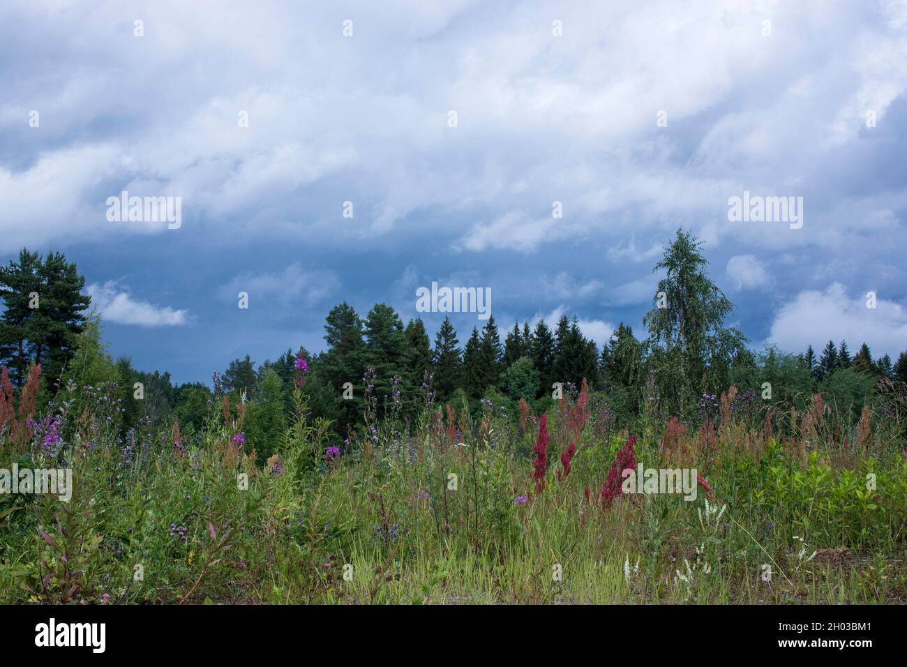 Summer countryside landscape with a Russian village. Forest, green ...
