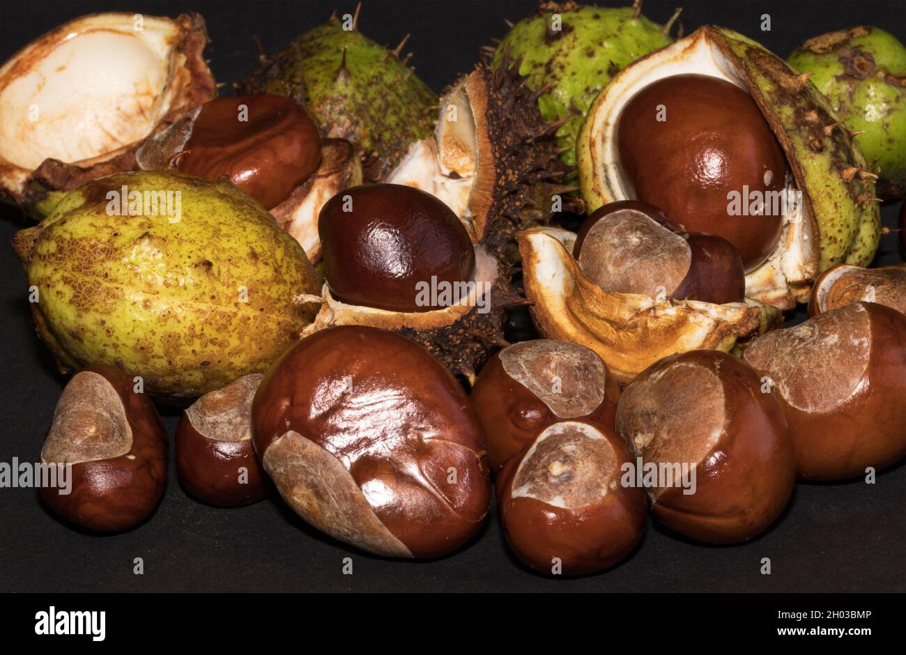 The seed or conker of the Horse-chestnut is encased in a round spiny ...