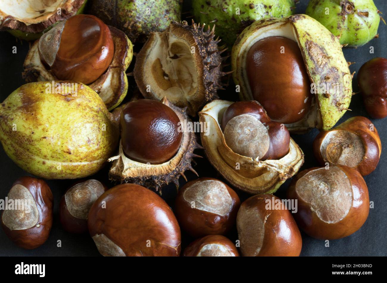 The seed or conker of the Horse-chestnut is encased in a round spiny ...