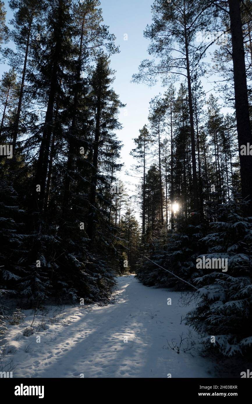 Snowing on forest road dusk hi-res stock photography and images - Alamy