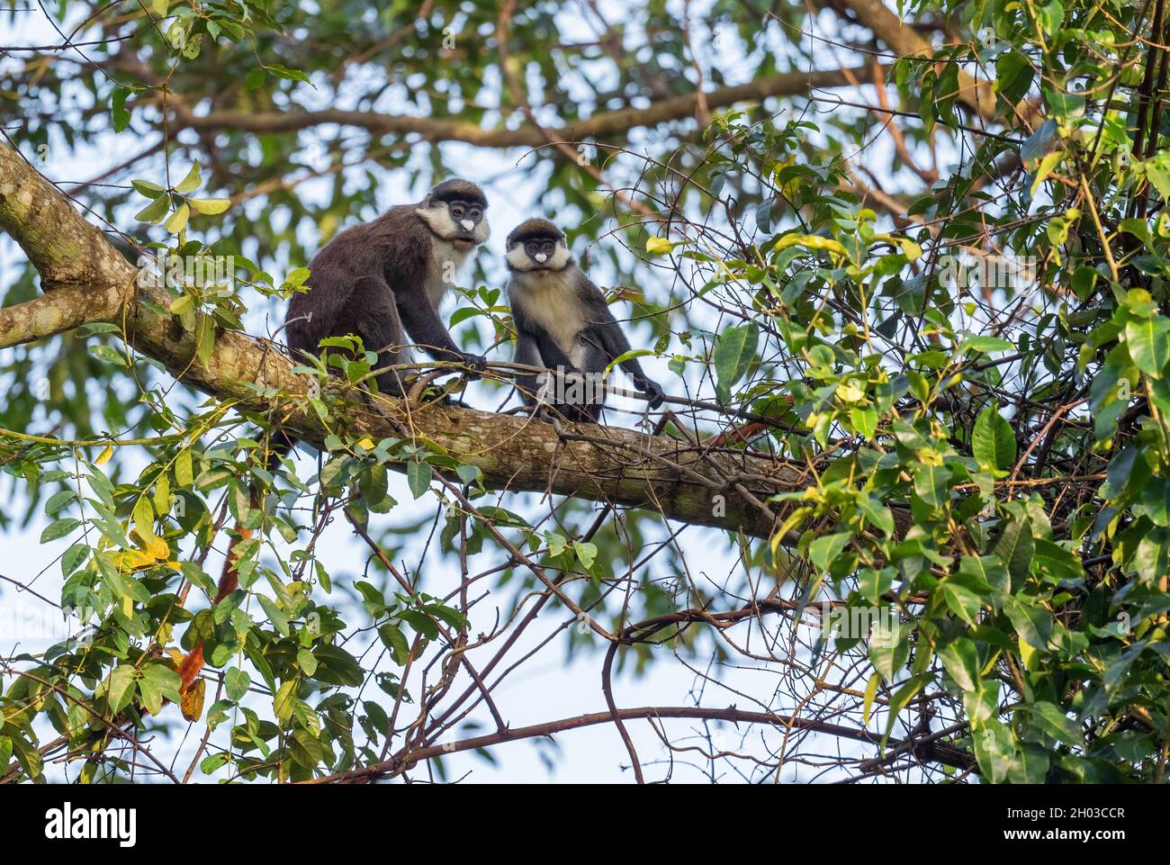 Red-tailed Monkey - Cercopithecus ascanius, rare shy monkey from ...