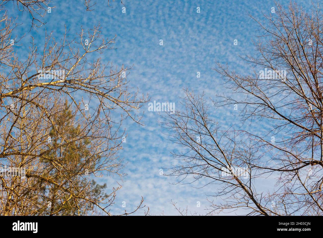 Cold season Spring sky clouds branch background Stock Photo - Alamy