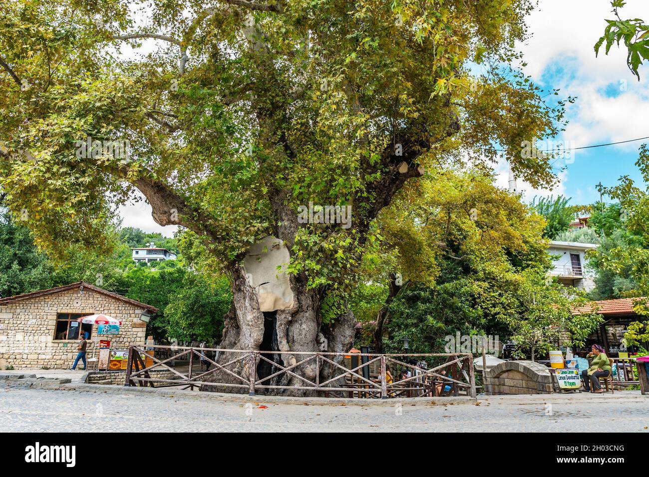 Moses tree hi-res stock photography and images - Alamy