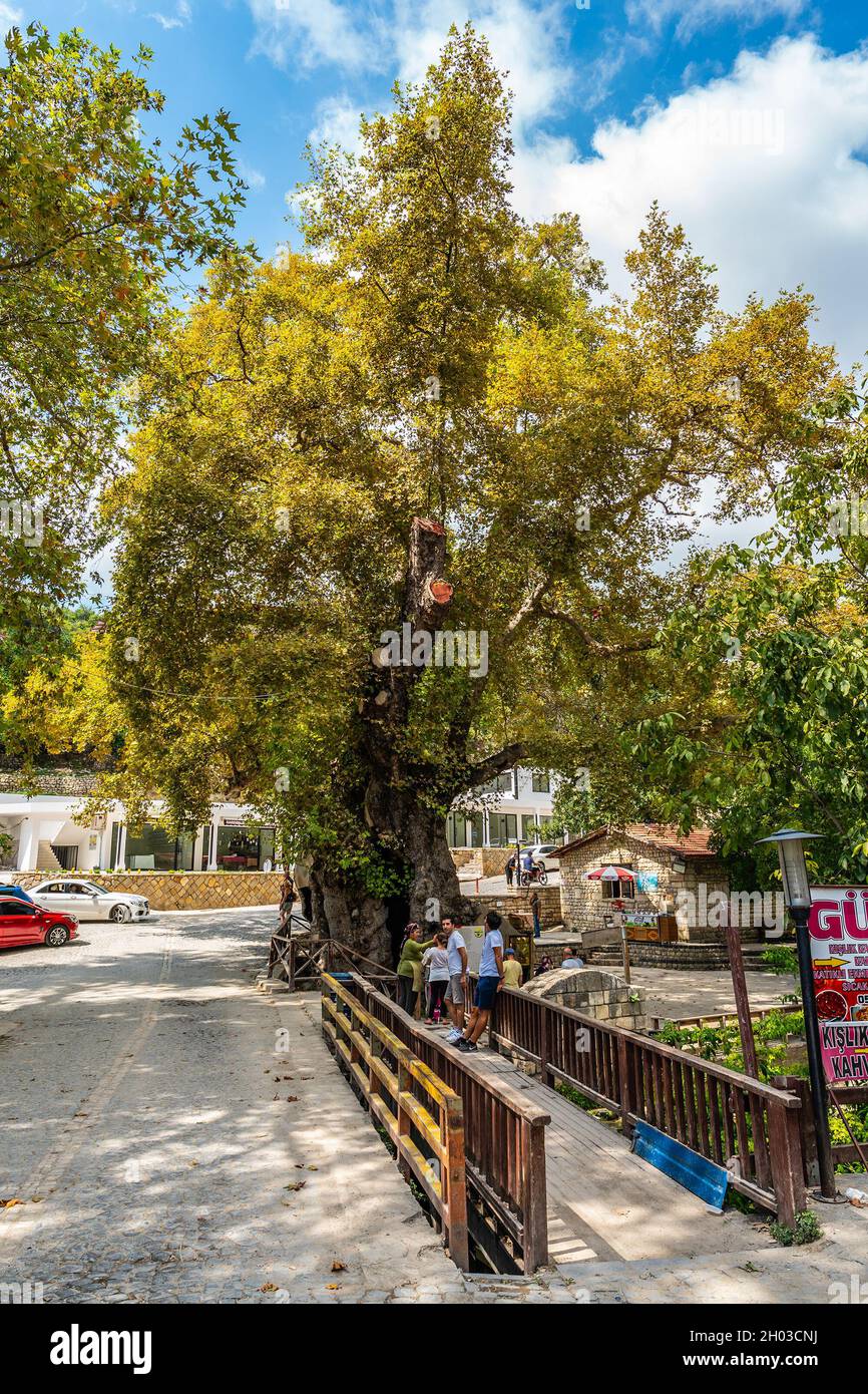 Moses tree hi-res stock photography and images - Alamy