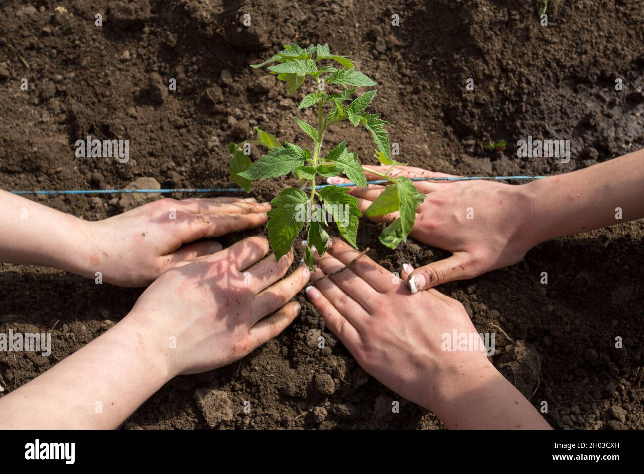Close up of four hands planting tomato seedling in soil. Teamwork in ...